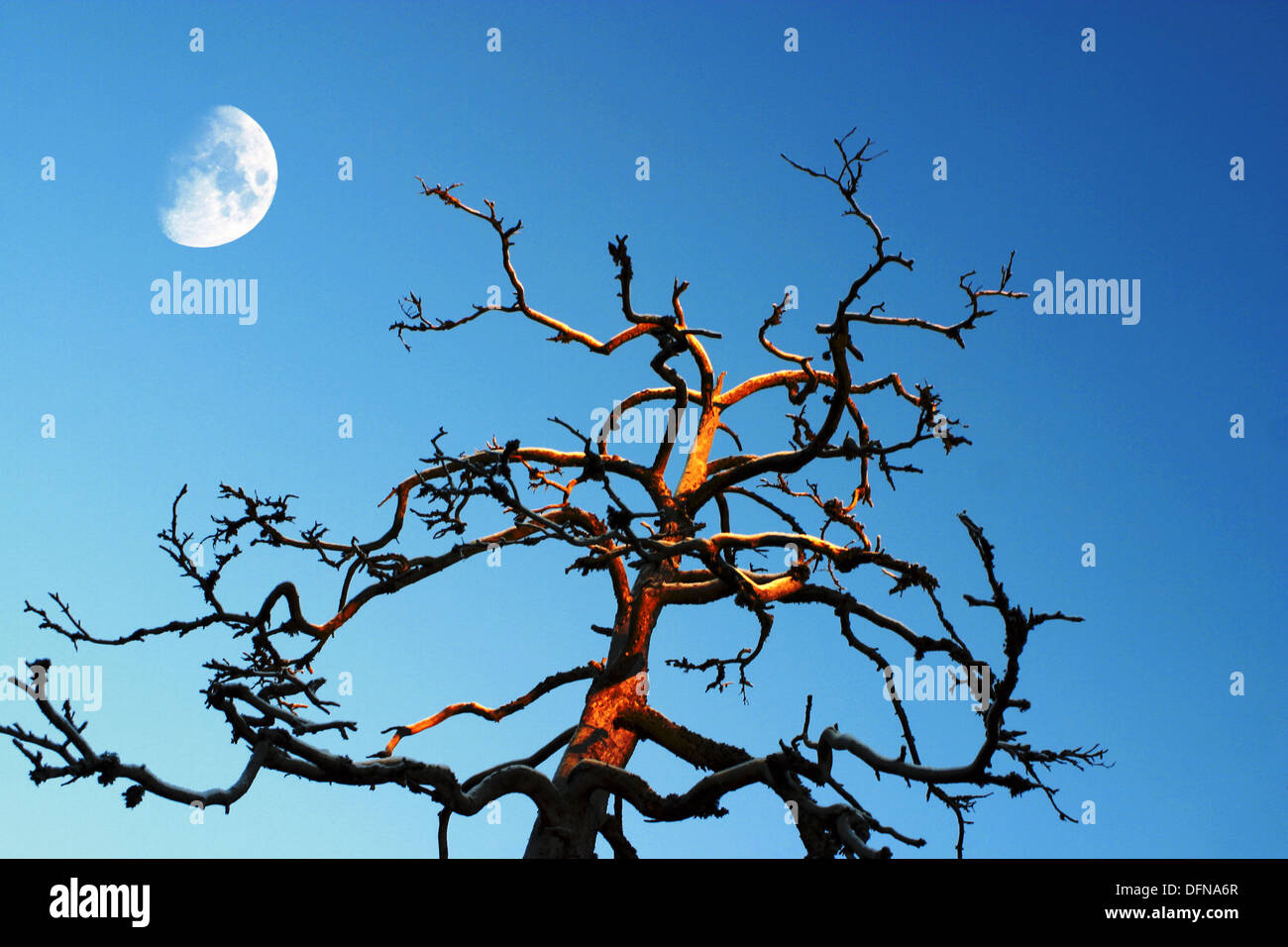 Tree and moon Stock Photo - Alamy
