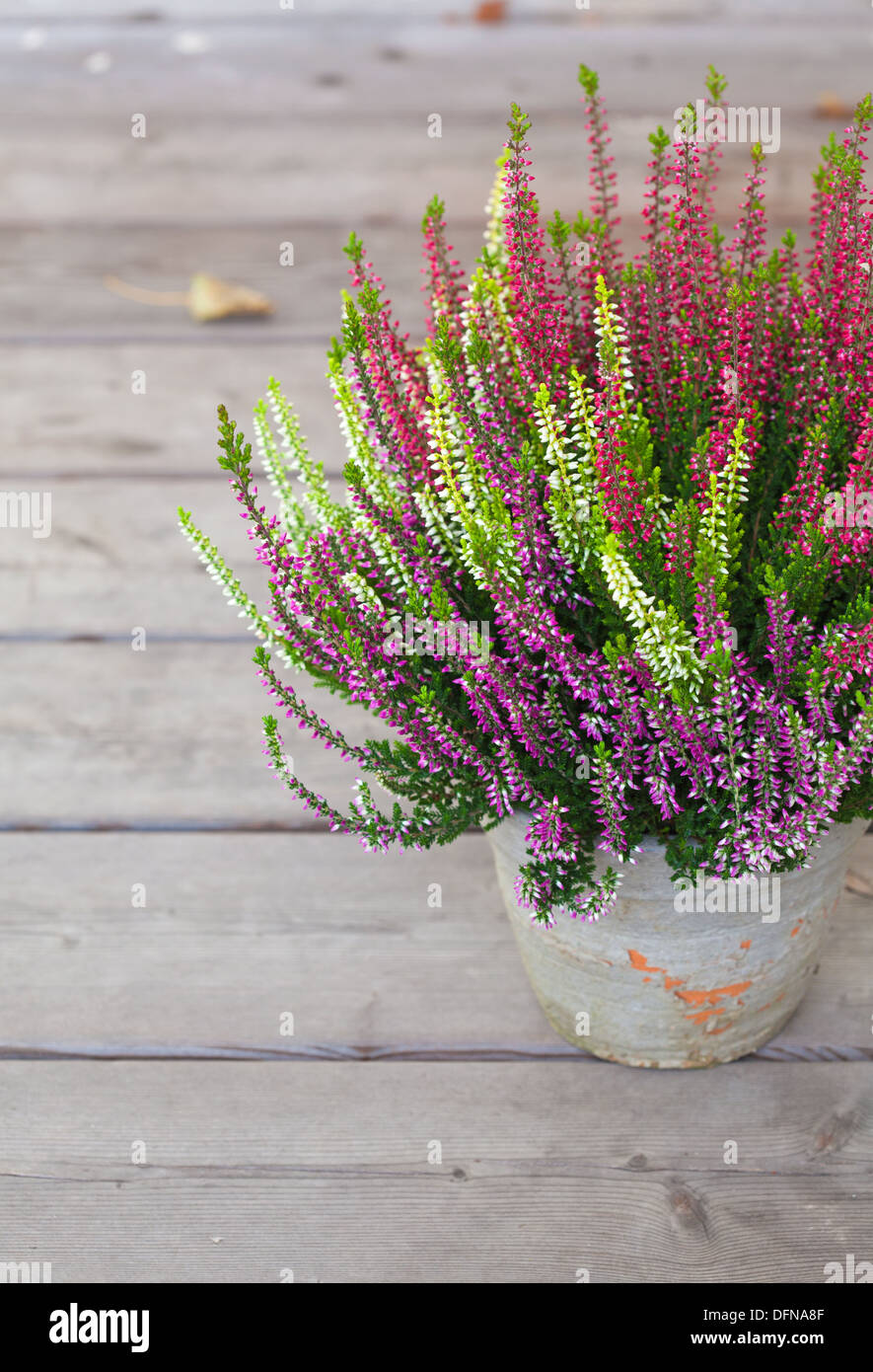 heather in a pot on gray wooden floor Stock Photo - Alamy