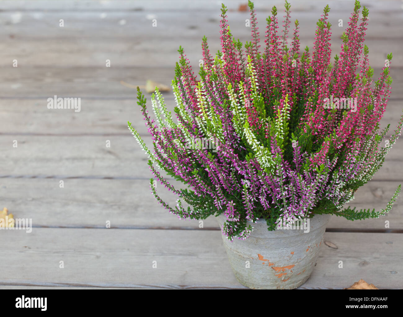 heather in a pot on gray wooden floor Stock Photo - Alamy