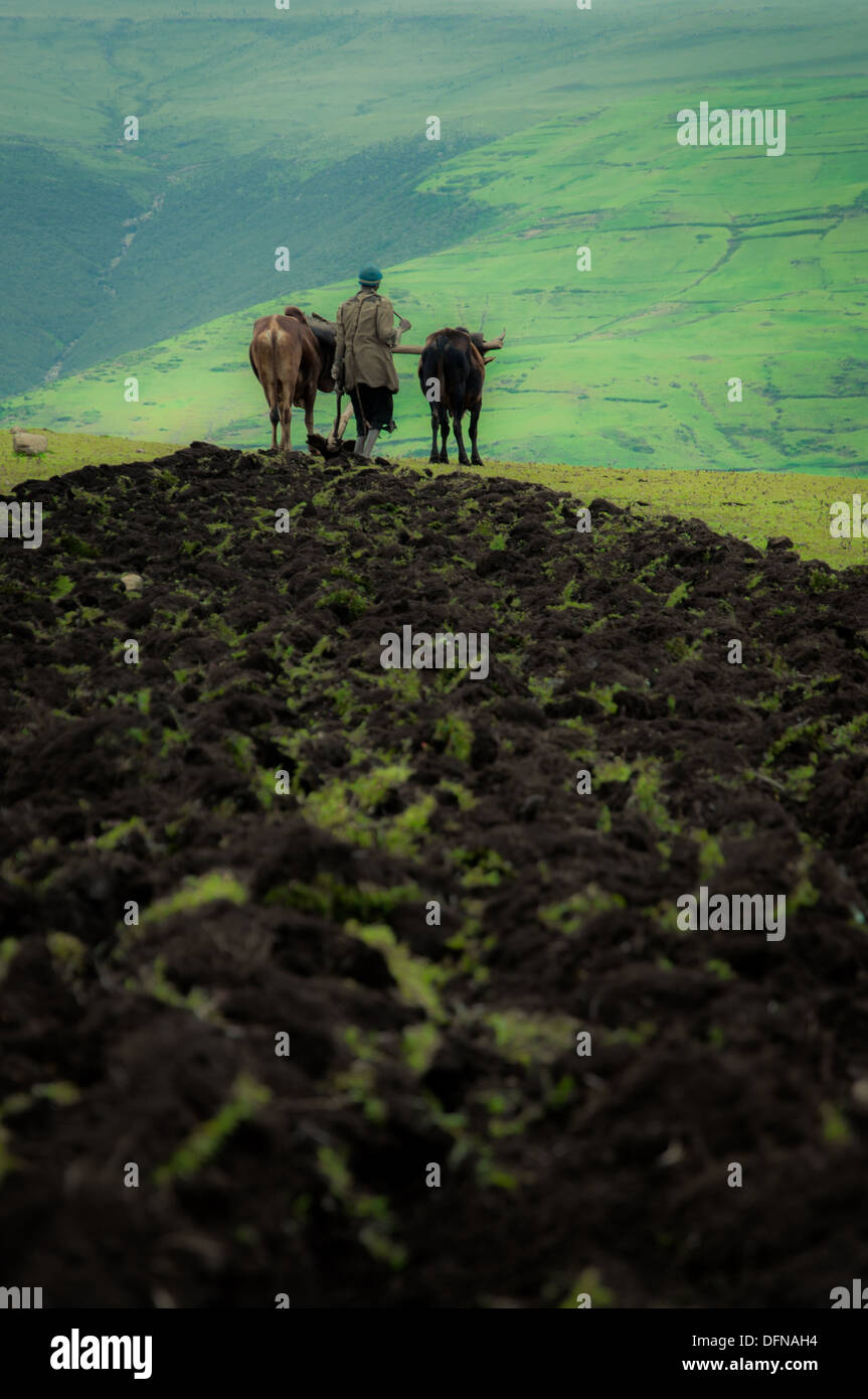 Plowing cows hi-res stock photography and images - Alamy