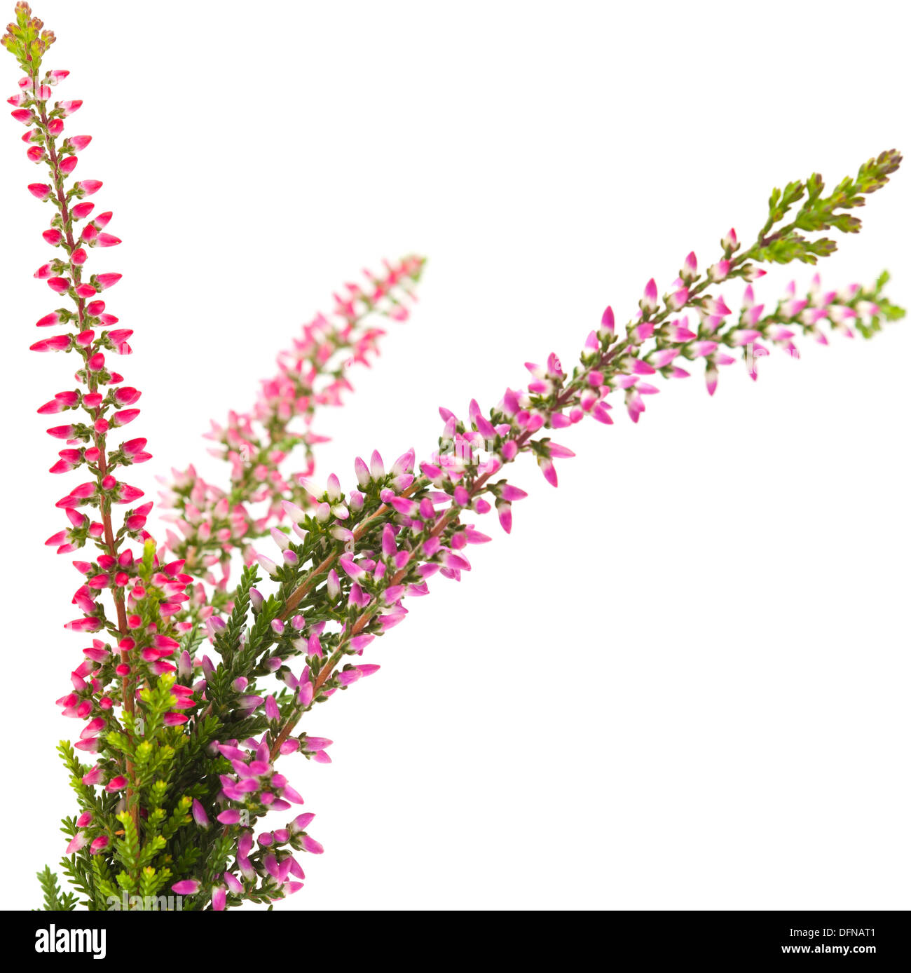 heather isolated on white background Stock Photo - Alamy