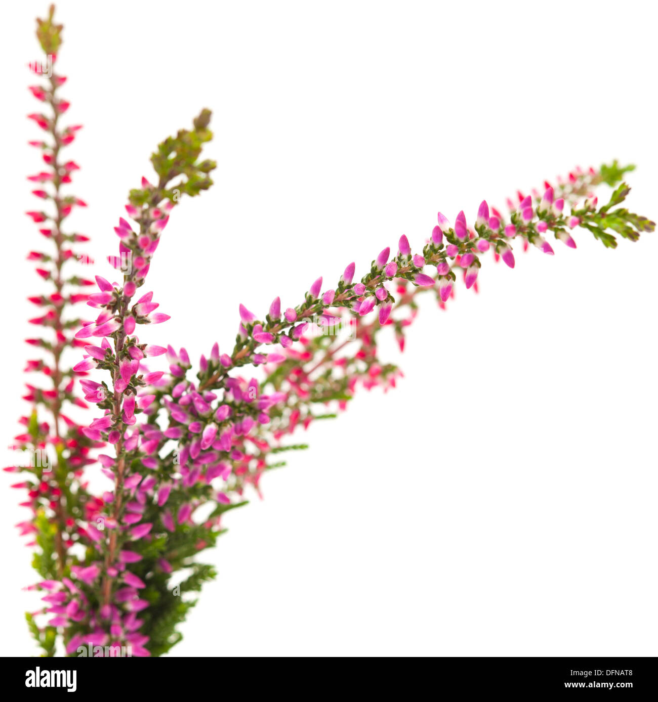 heather isolated on white background Stock Photo - Alamy
