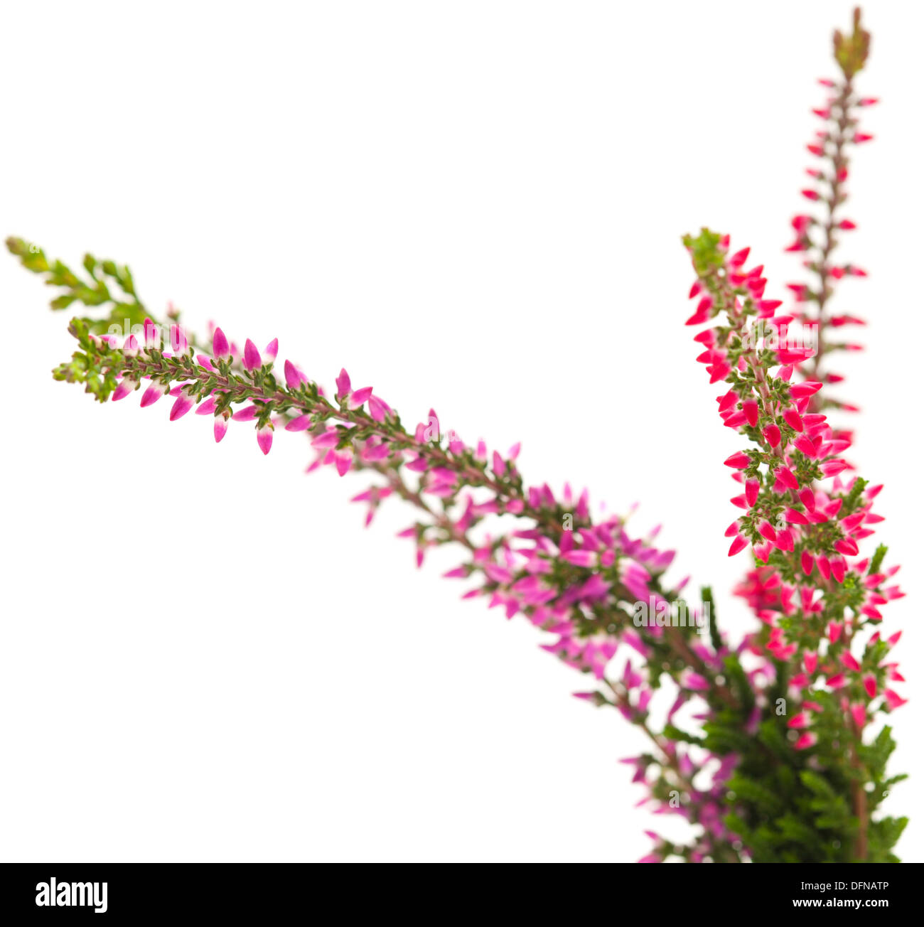heather isolated on white background Stock Photo - Alamy