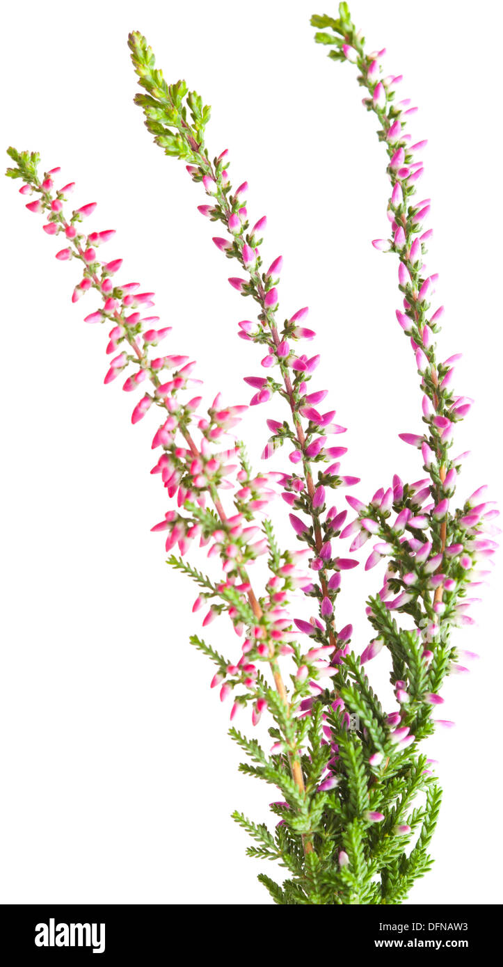 heather isolated on white background Stock Photo - Alamy