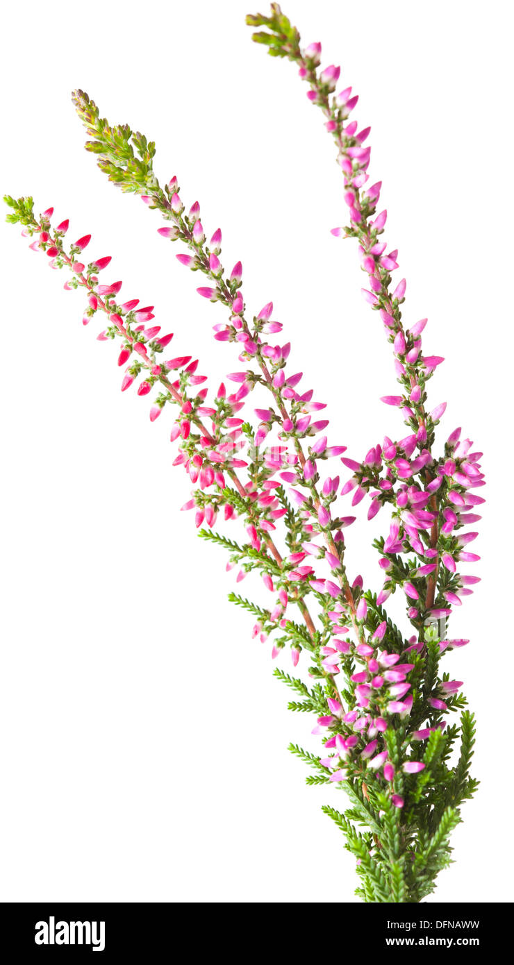 heather isolated on white background Stock Photo - Alamy