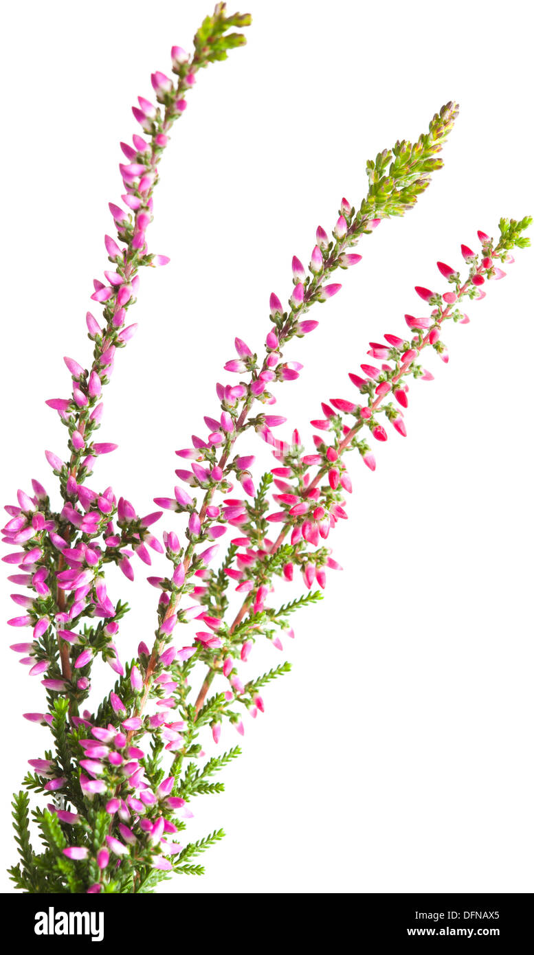 heather isolated on white background Stock Photo - Alamy