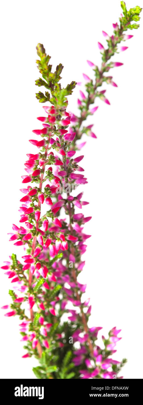 heather isolated on white background Stock Photo - Alamy