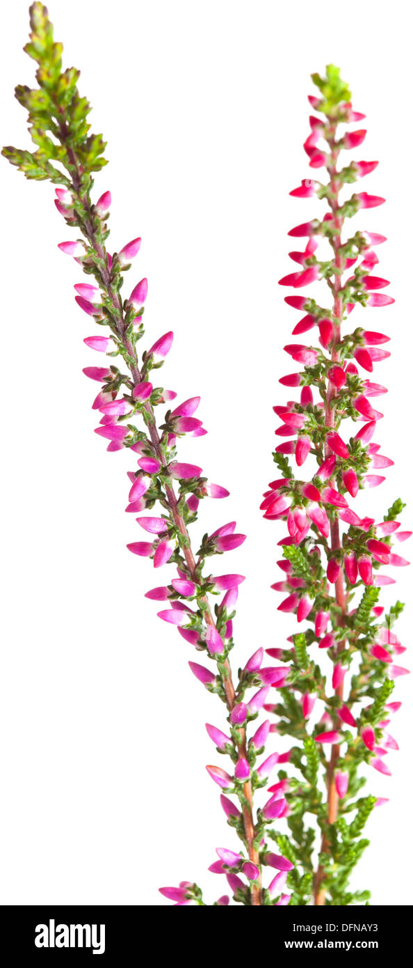 heather isolated on white background Stock Photo - Alamy