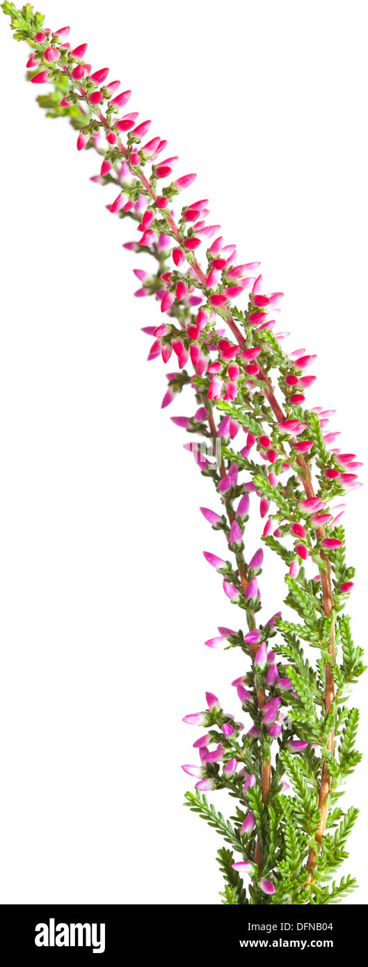 heather isolated on white background Stock Photo - Alamy