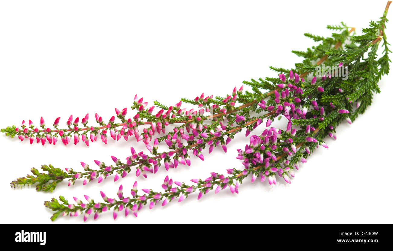 heather isolated on white background Stock Photo - Alamy