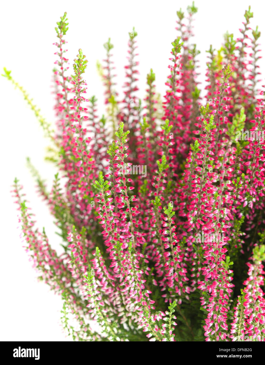 heather isolated on white background Stock Photo - Alamy