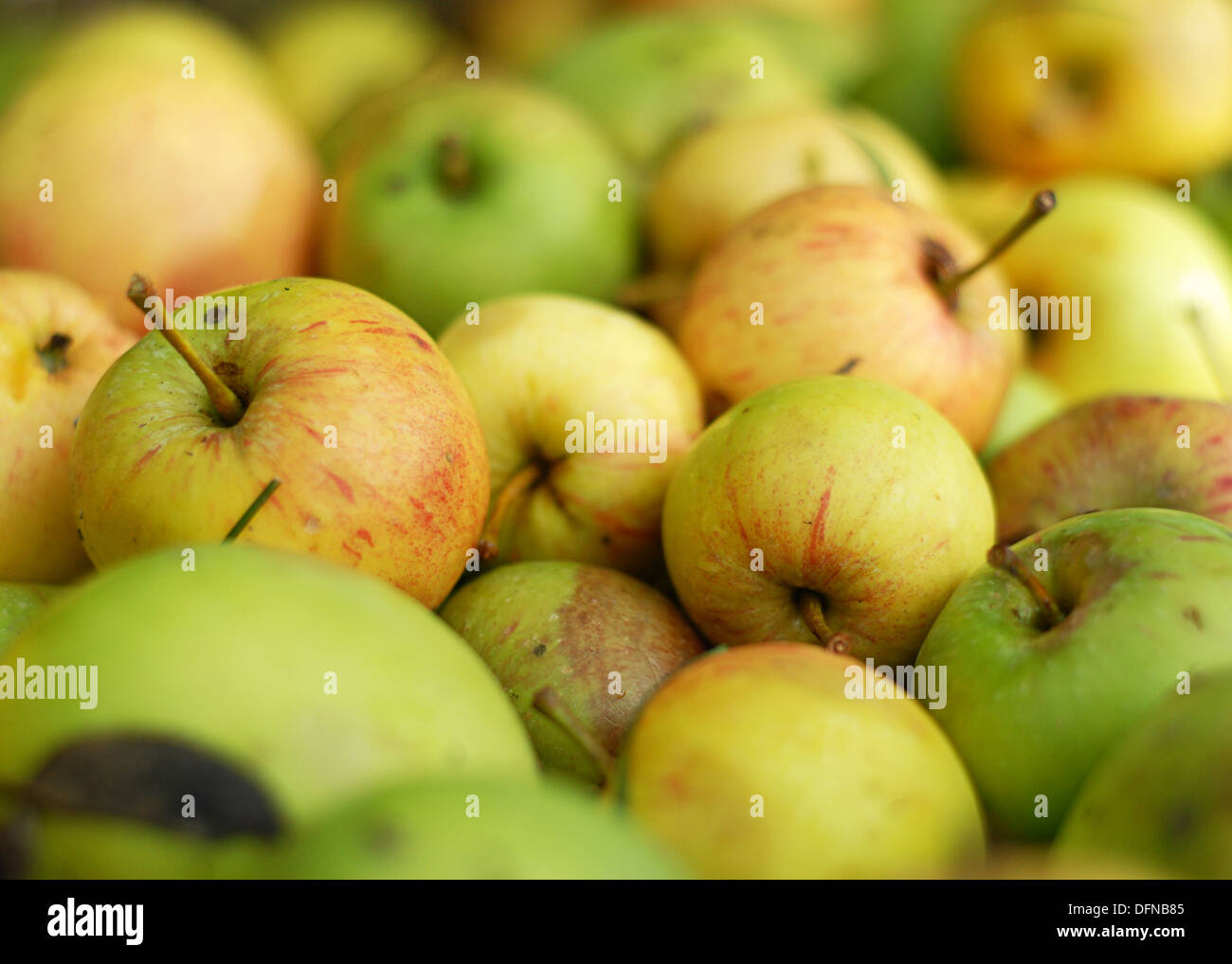 Wheelbarrow with apples hi-res stock photography and images - Alamy