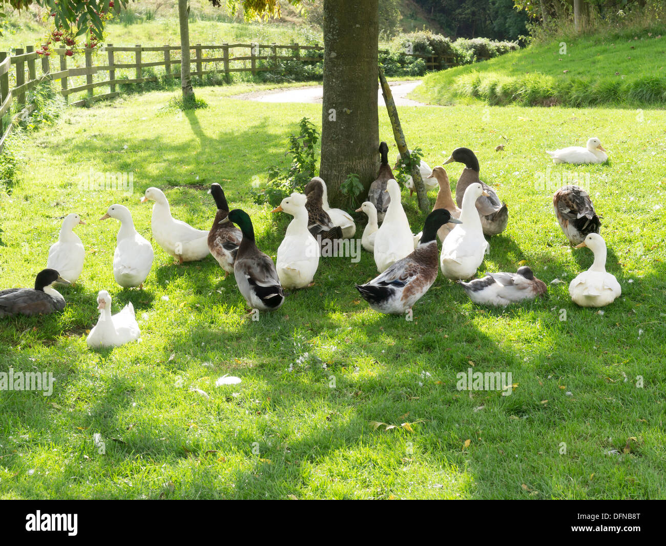 A flock of domestic farmyard ducks resting on grass under a tree Stock ...