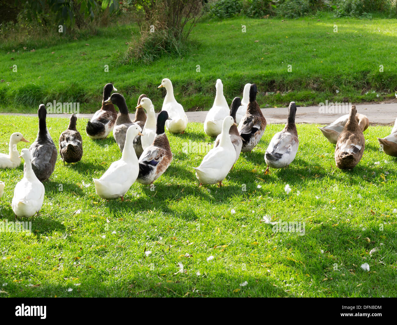 A flock of domestic farmyard ducks walking on grass Stock Photo - Alamy