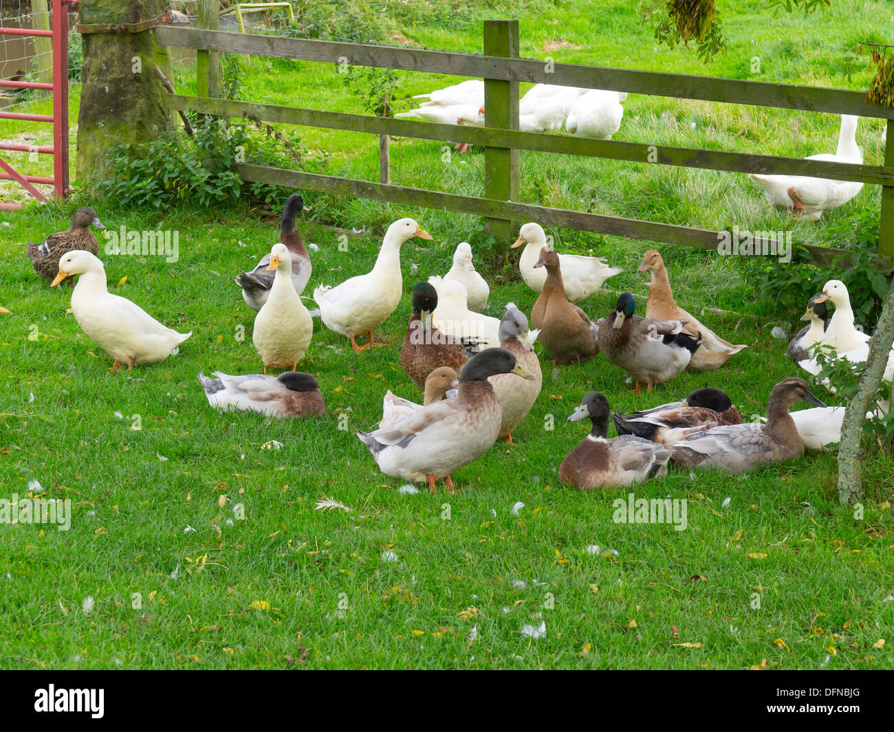 A flock of domestic farmyard ducks resting on grass under a tree Stock ...