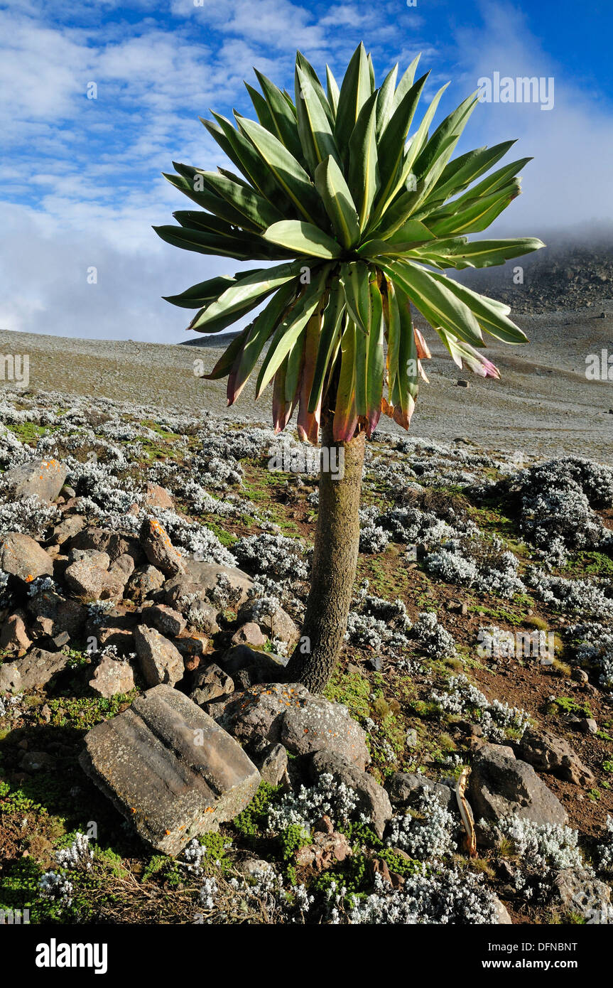 Ethiopian giant lobelia hi-res stock photography and images - Alamy