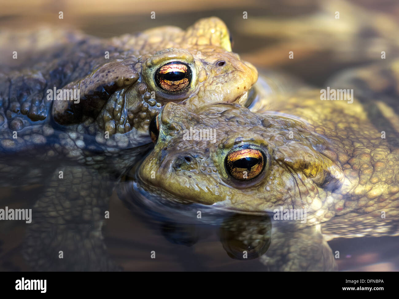 The males frog waiting for the females Stock Photo - Alamy