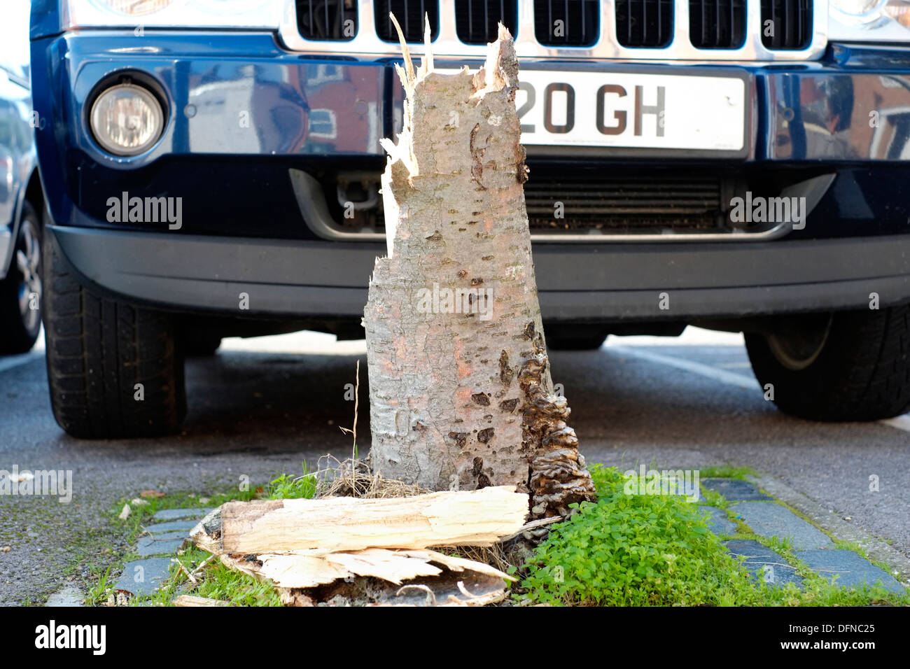 Snapped tree sapling hi-res stock photography and images - Alamy