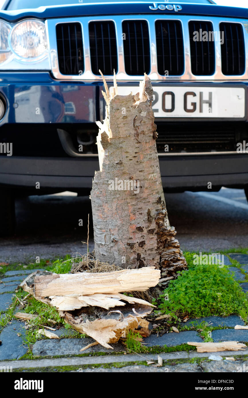 Snapped tree sapling hi-res stock photography and images - Alamy