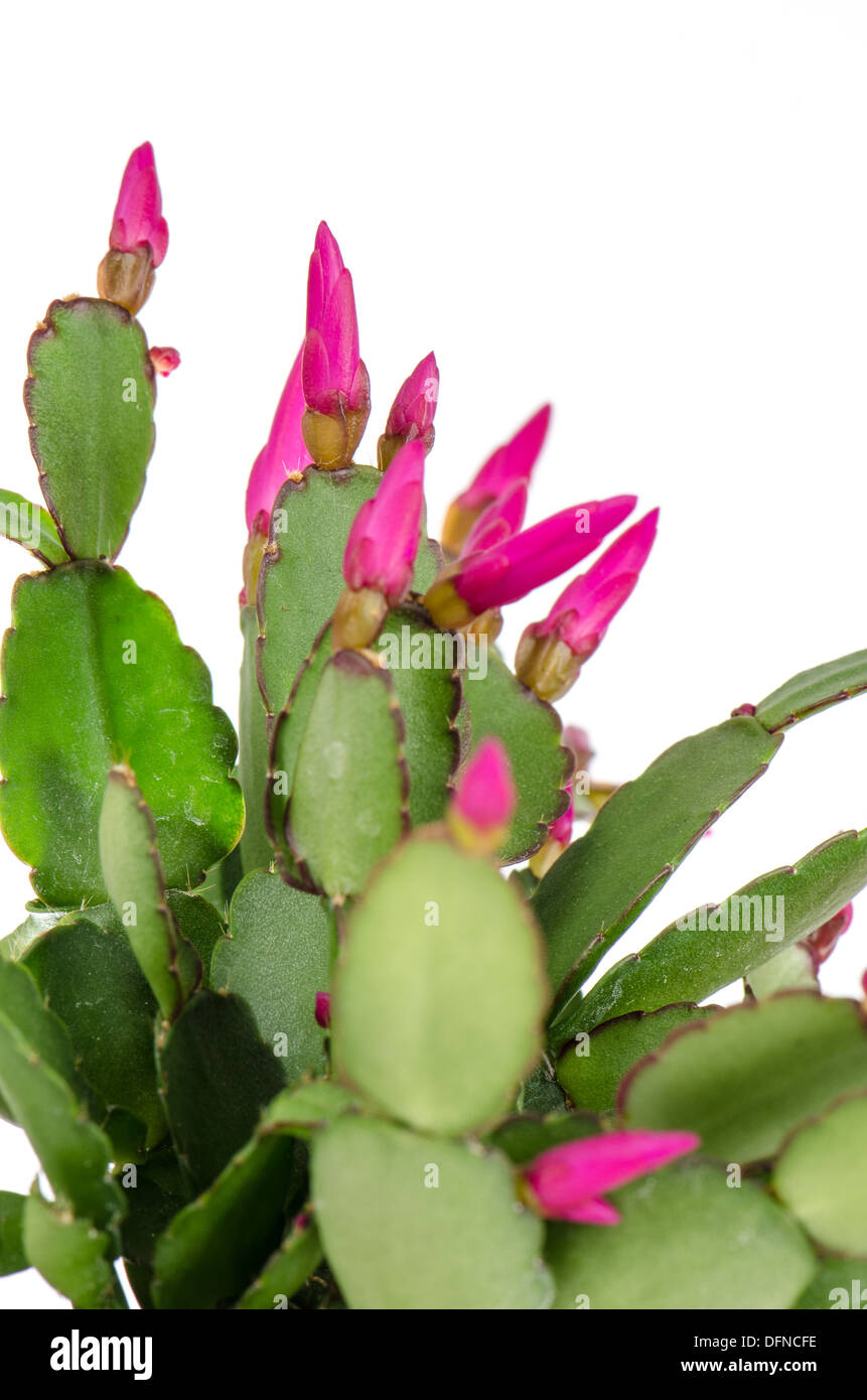 Easter Cactus (Rhipsalidopsis cactus) on white background Stock Photo ...