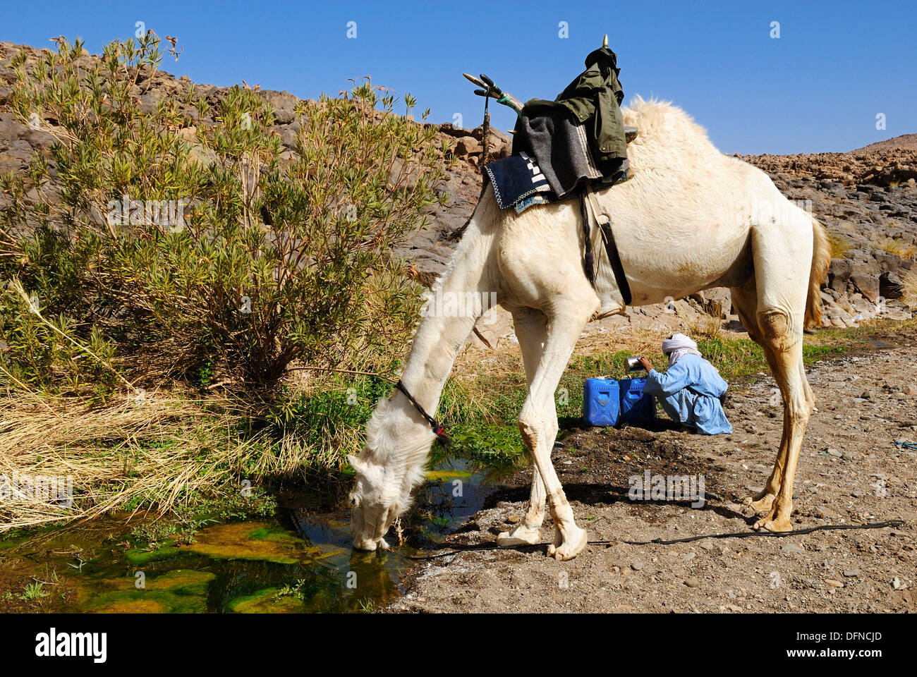 Camel Africa Drinking Stock Photos & Camel Africa Drinking Stock Images ...