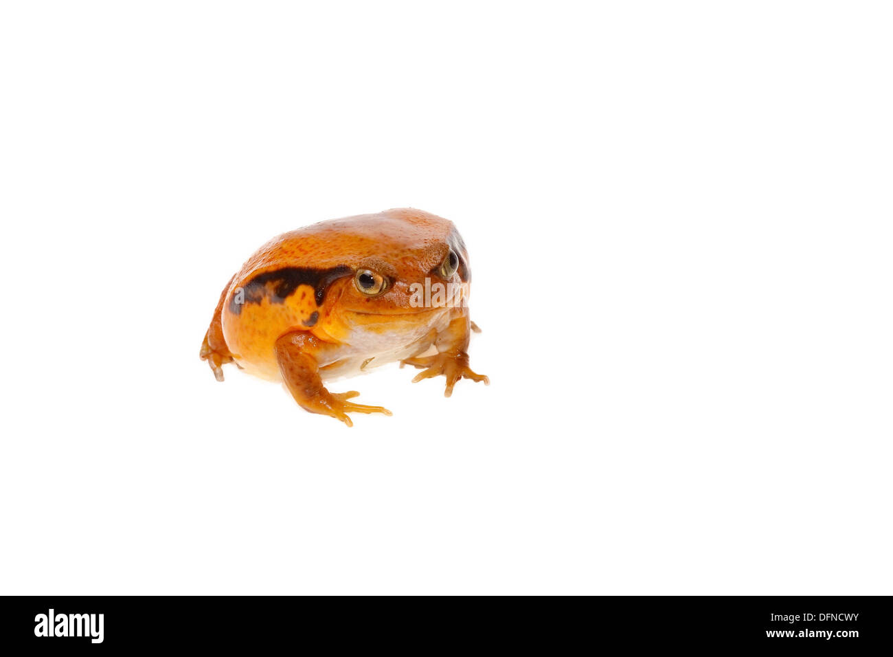 tomato frog isolated on white background only Stock Photo - Alamy