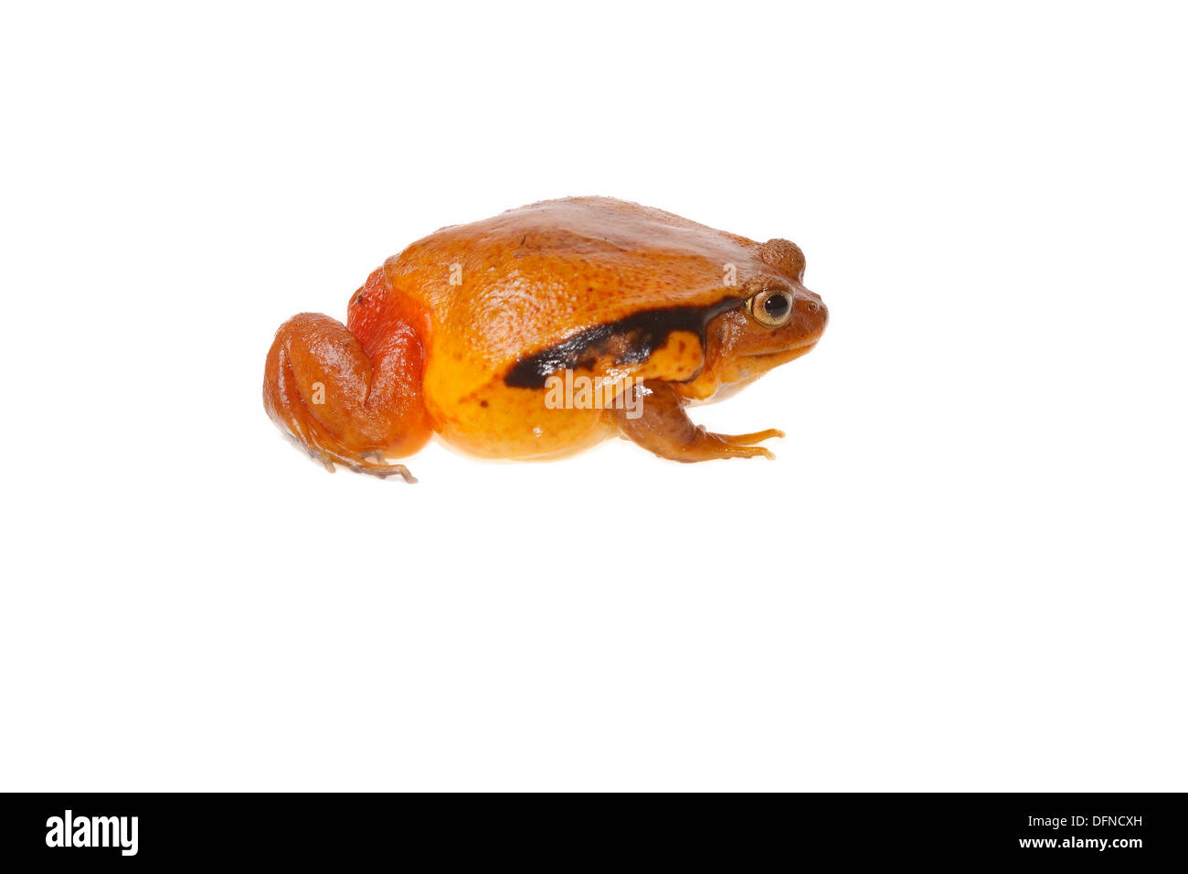 tomato frog isolated on white background only Stock Photo - Alamy