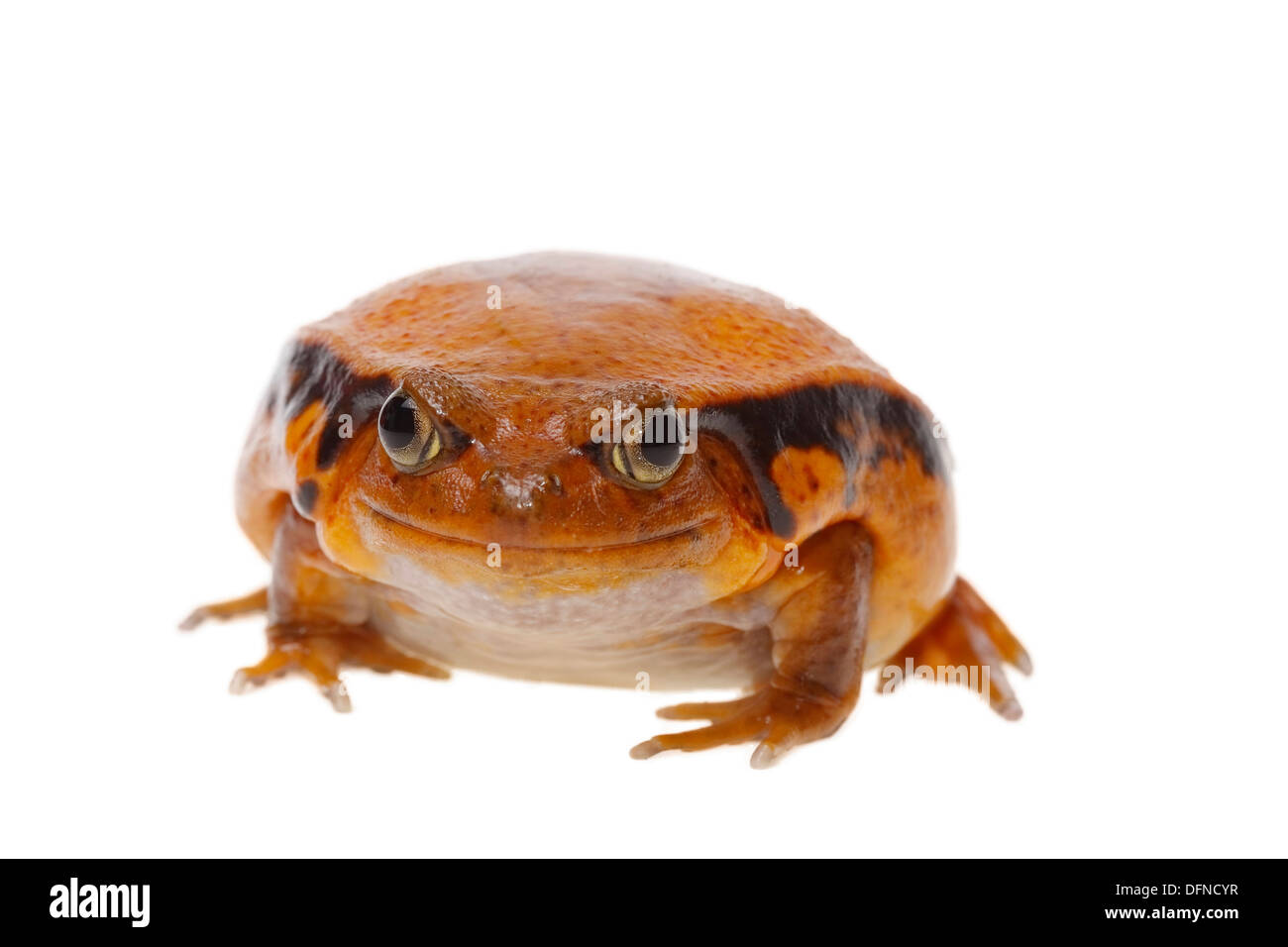 Tomato Frog High Resolution Stock Photography and Images - Alamy