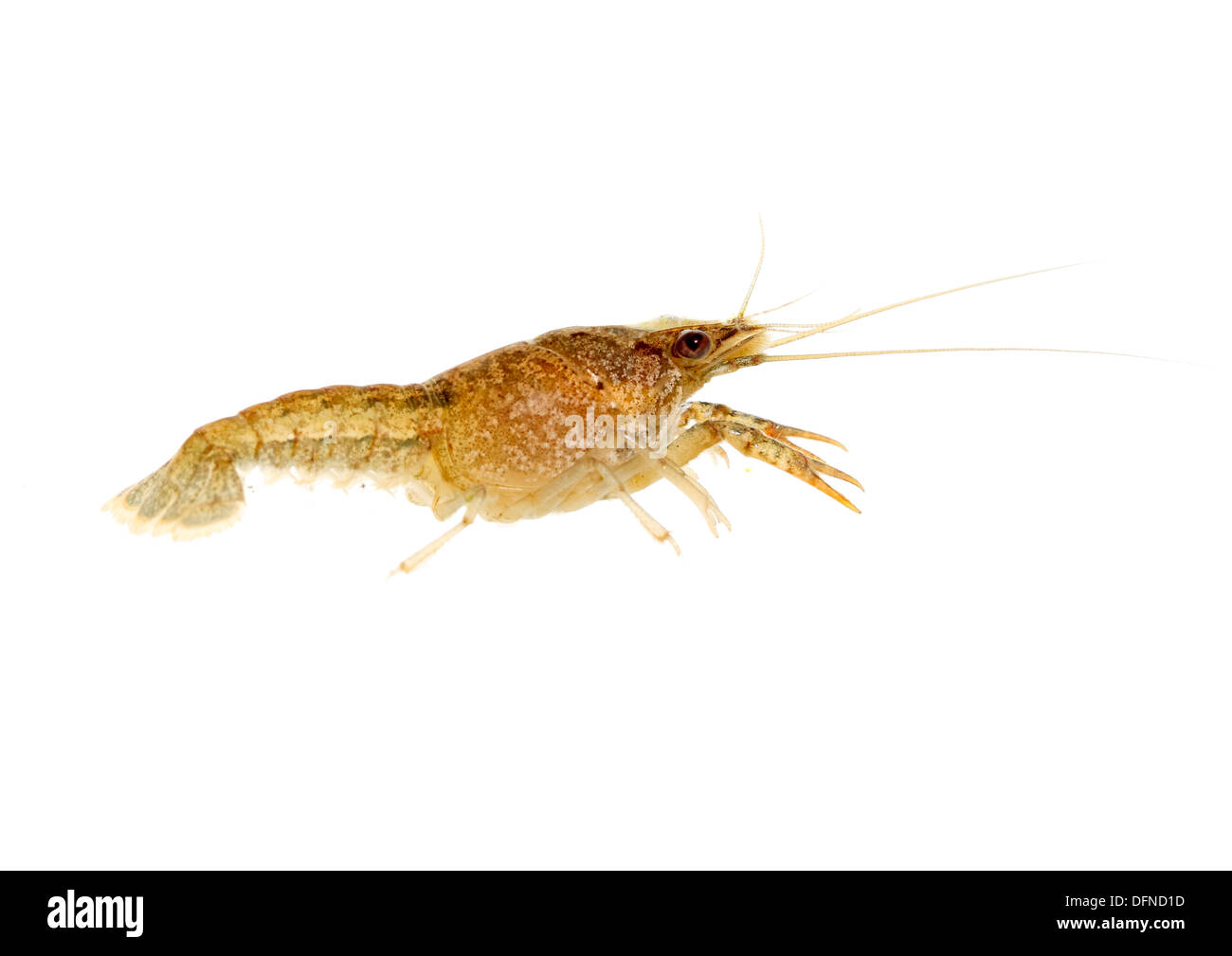 White river crawfish Cut Out Stock Images & Pictures - Alamy