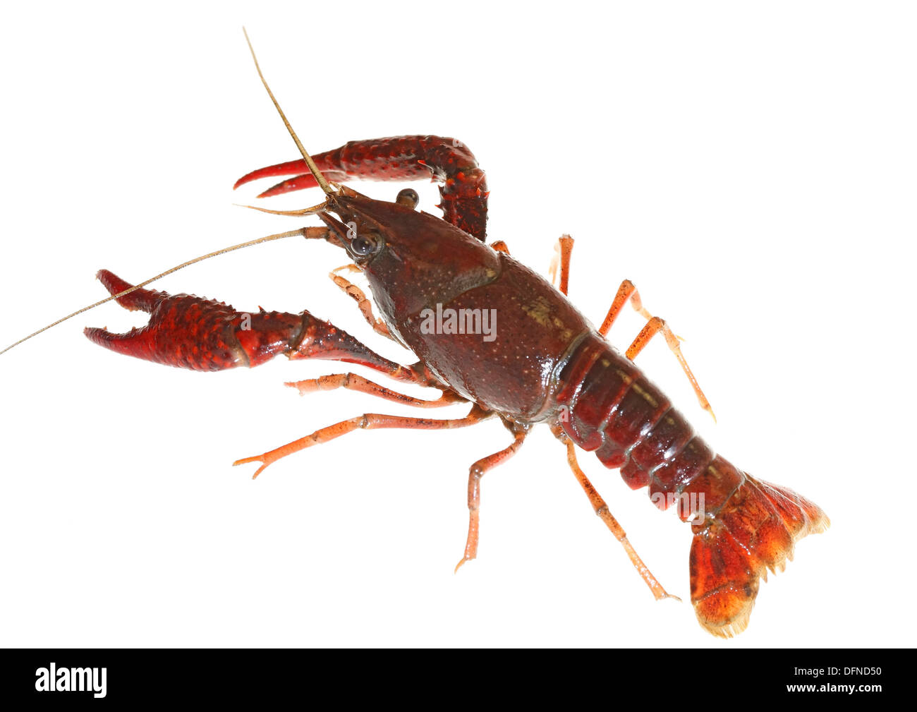 Crab river Cut Out Stock Images & Pictures - Alamy