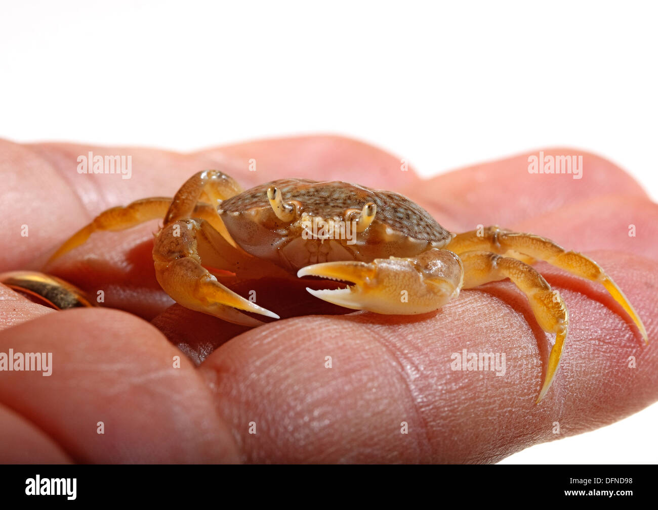 small sand crab foreground live in loneliness Stock Photo - Alamy