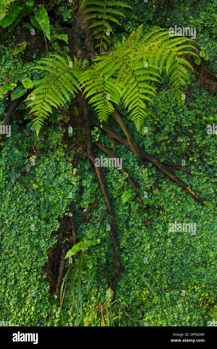 Fern root hi-res stock photography and images - Alamy