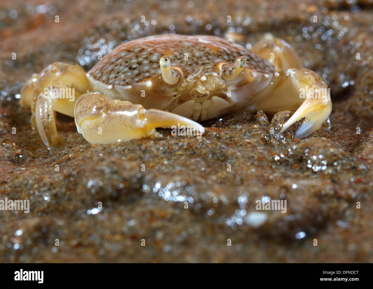 Small sand crab hi-res stock photography and images - Alamy