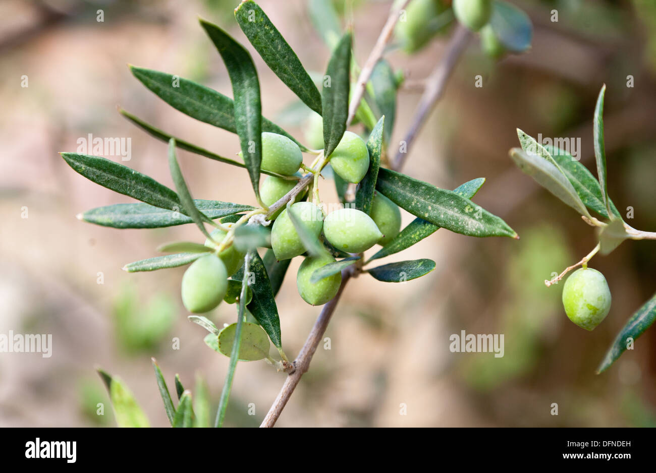 Olive branch hi-res stock photography and images - Alamy