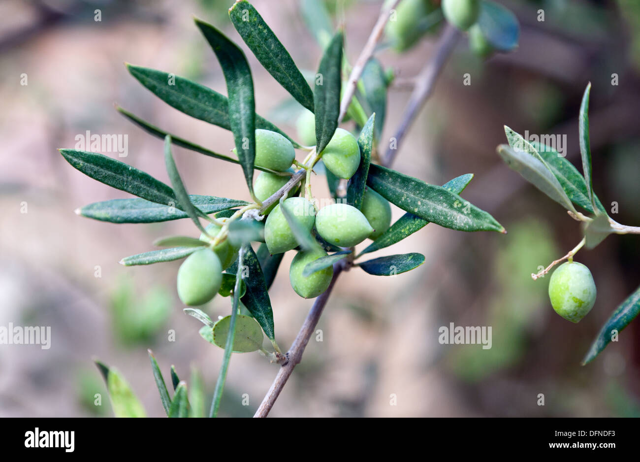 Traditional greek olive tree hi-res stock photography and images - Alamy
