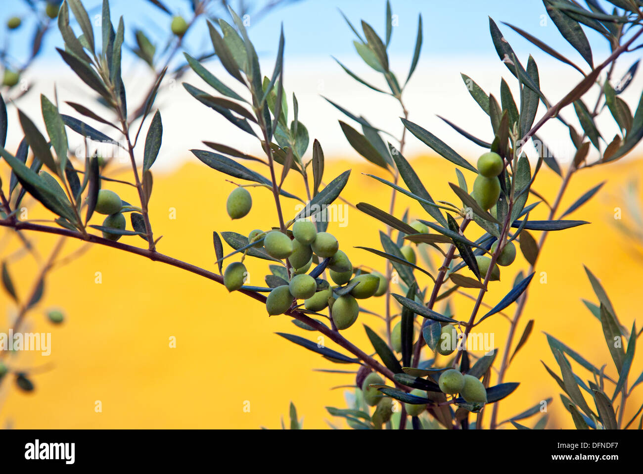 Traditional greek olive tree hi-res stock photography and images - Alamy