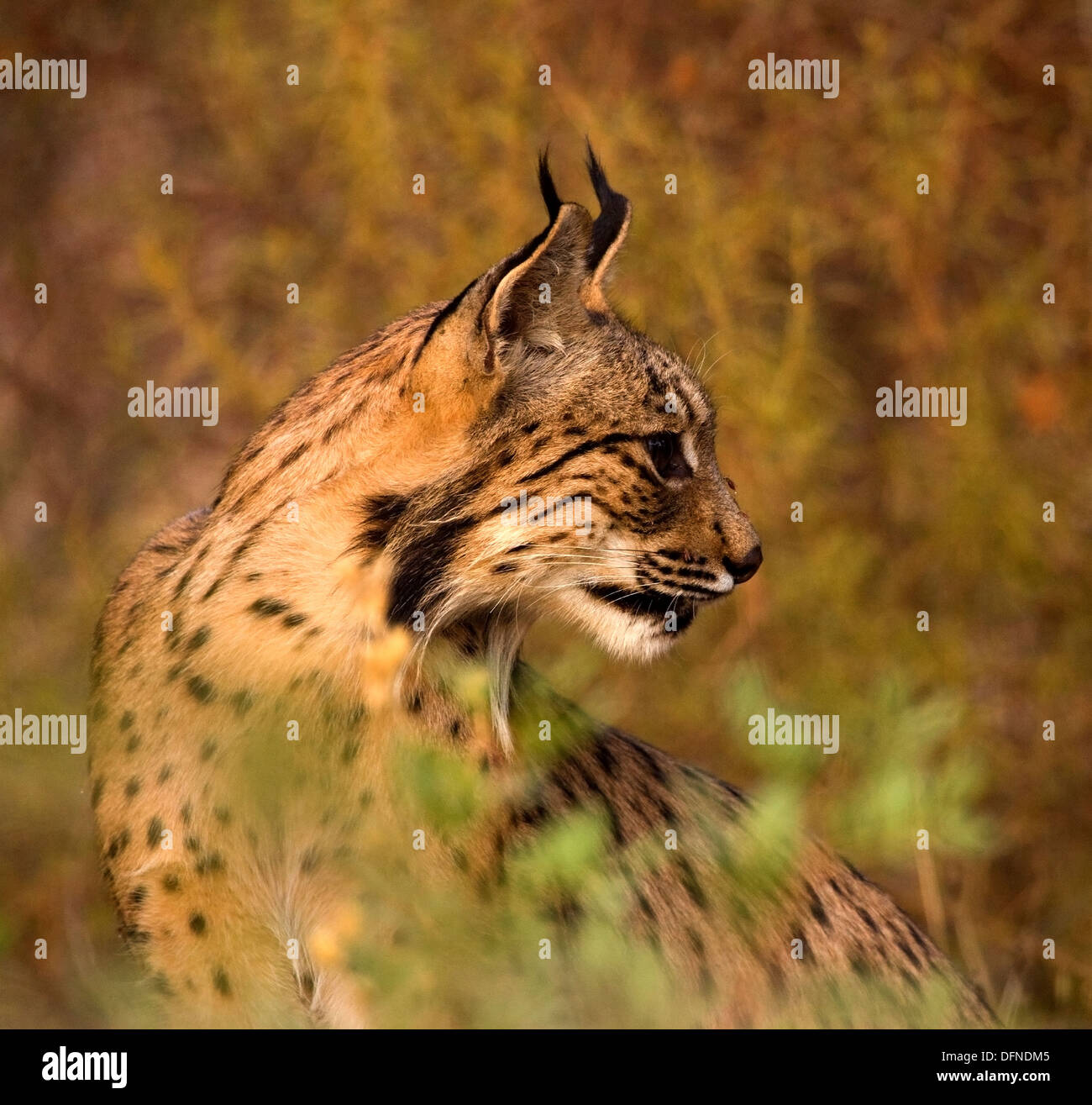 Lince hi-res stock photography and images - Alamy
