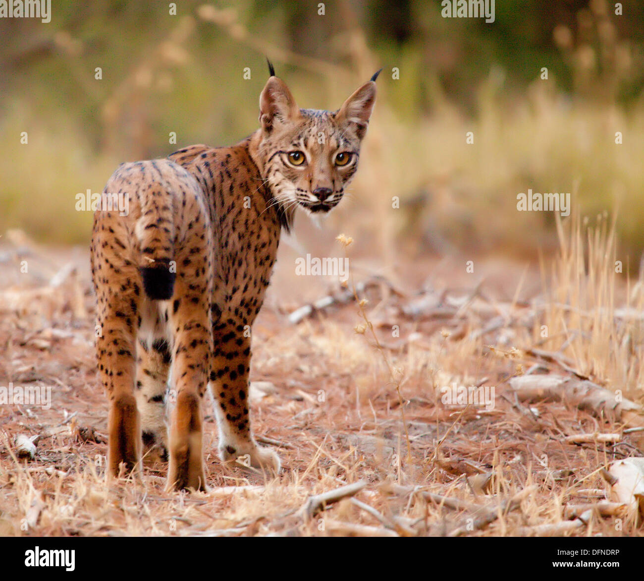 Lince Animal