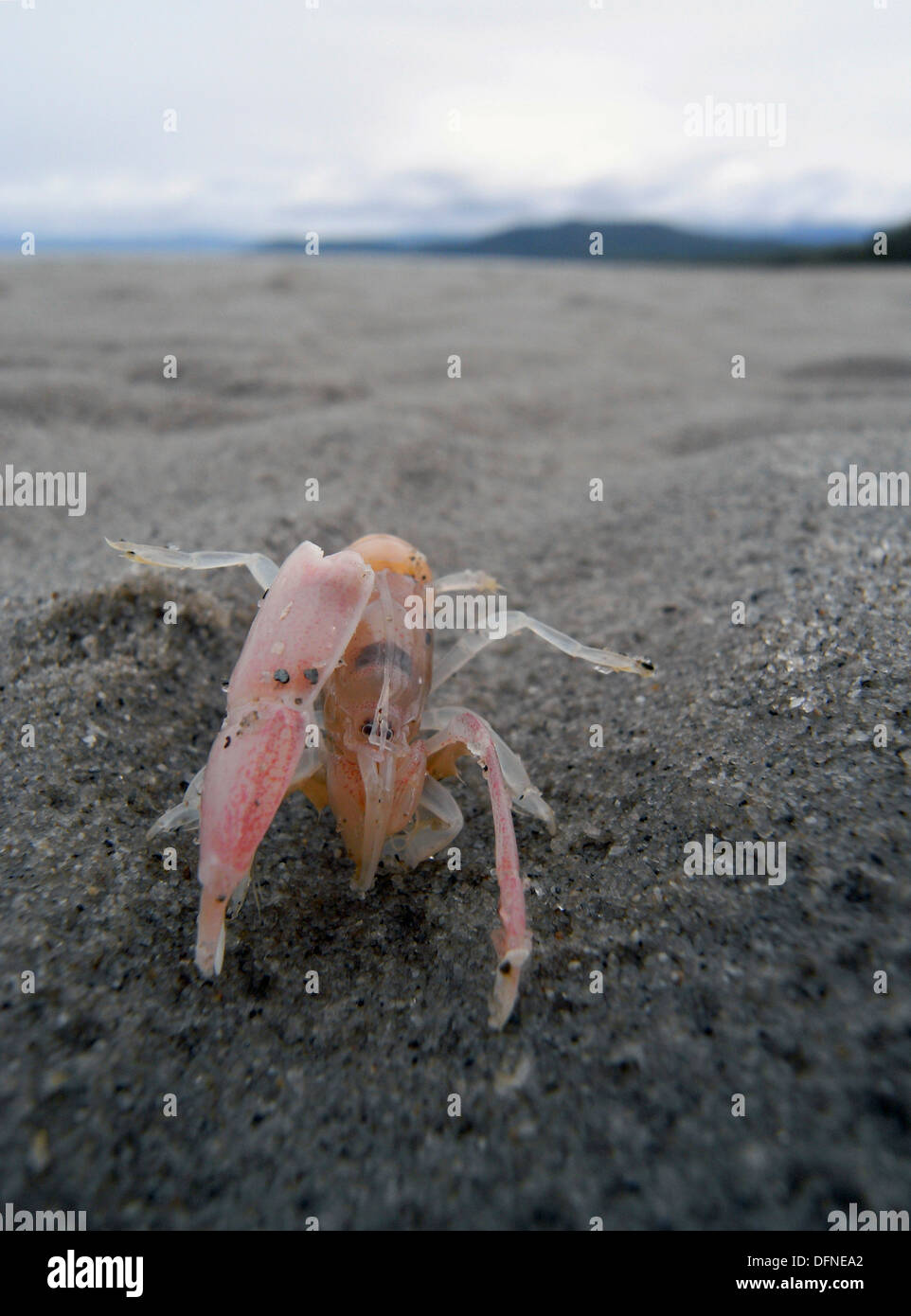 Yabby Stock Photos & Yabby Stock Images - Alamy