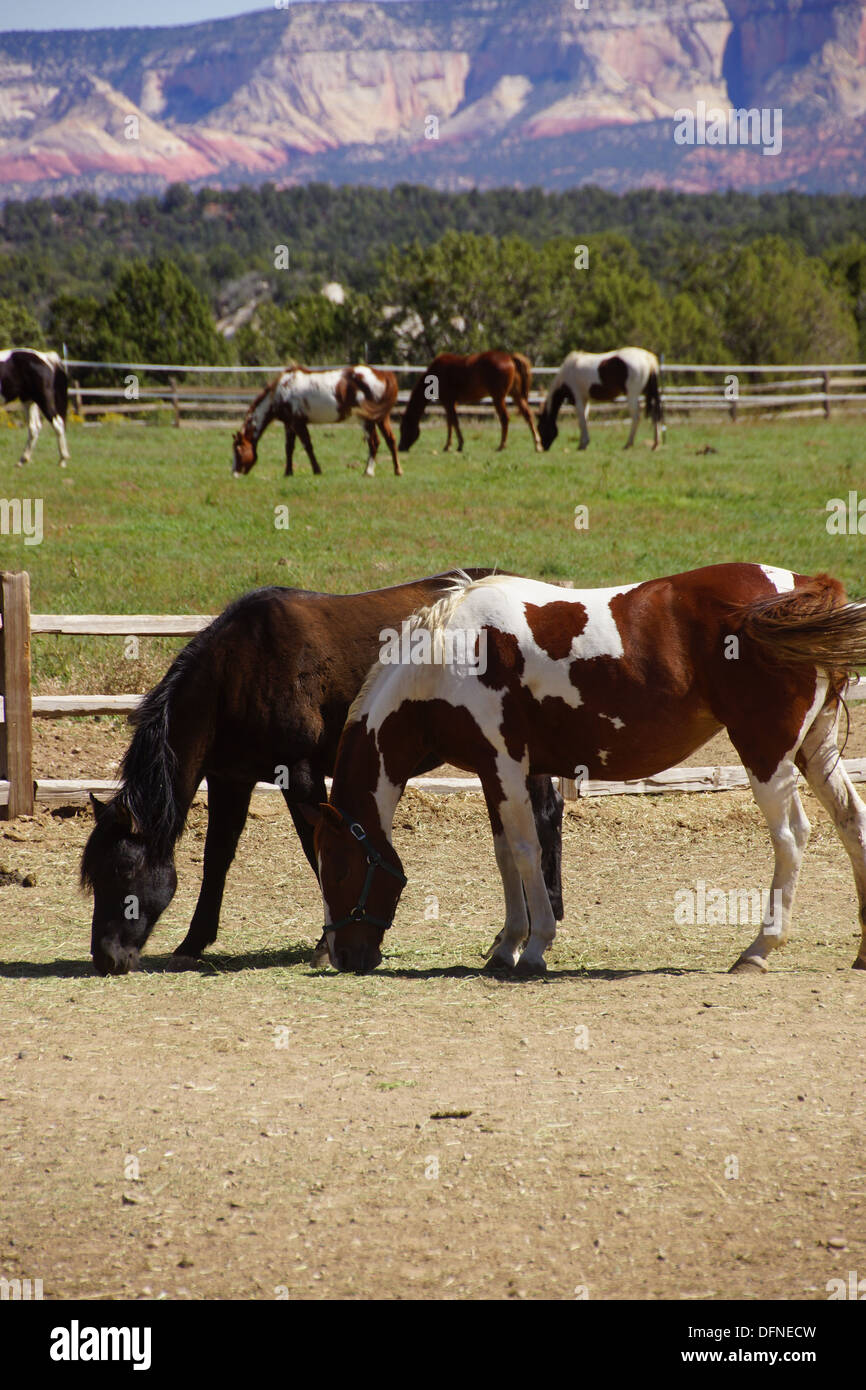 Pinto and other brown horses on a desert ranch near Zion National Park ...