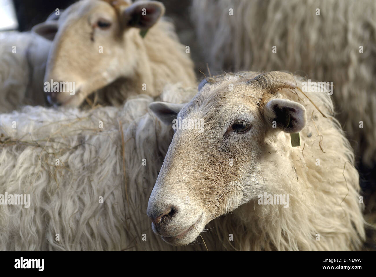 Country Sheep High Resolution Stock Photography and Images - Alamy