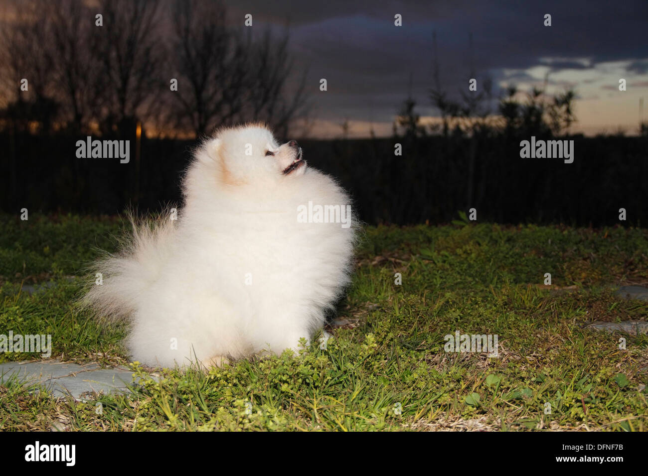 Pomeranian breed lulu posing for the camera Stock Photo - Alamy