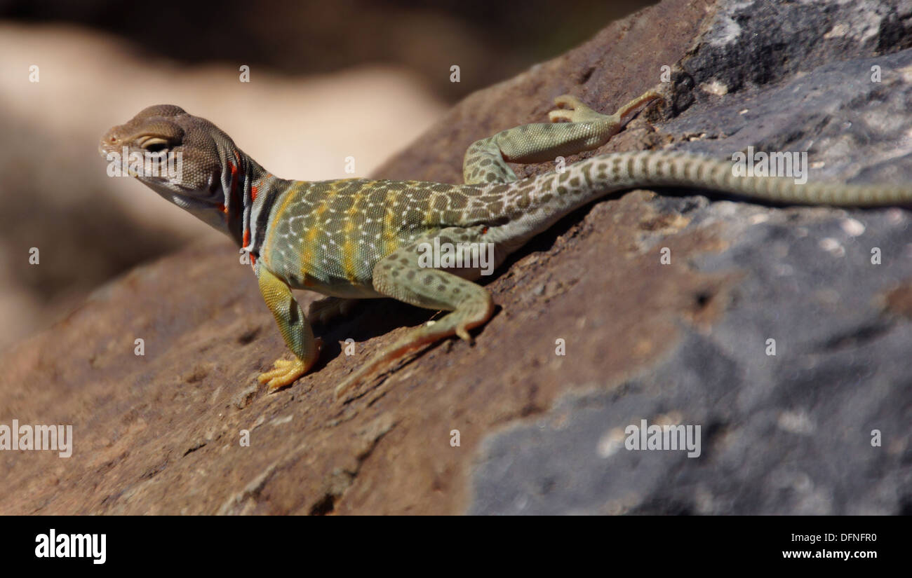 Collar lizard hi-res stock photography and images - Alamy