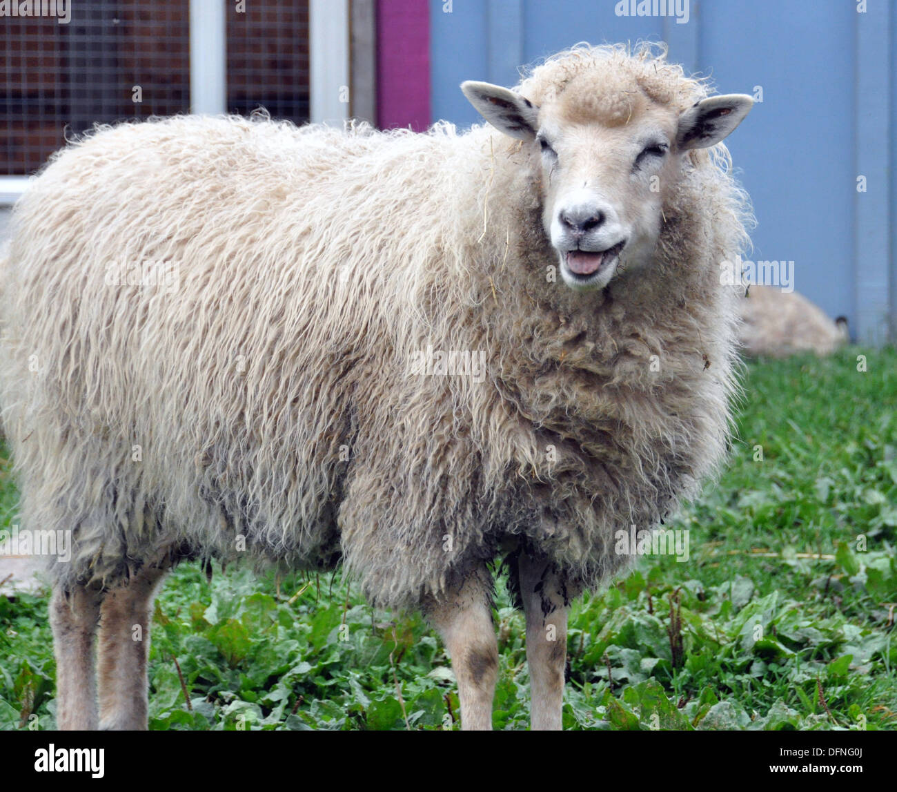 Sheep standing on grass Stock Photo - Alamy