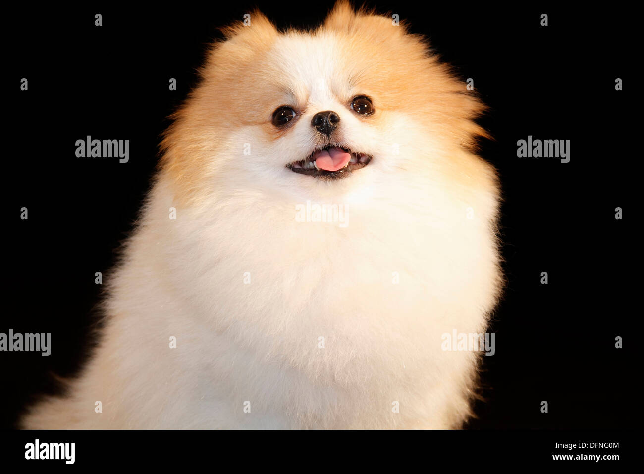 Pomeranian breed lulu posing for the camera Stock Photo - Alamy