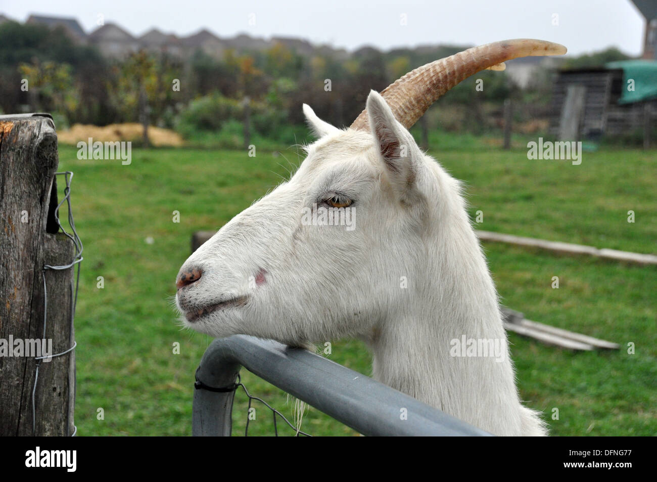 Goat face hi-res stock photography and images - Alamy