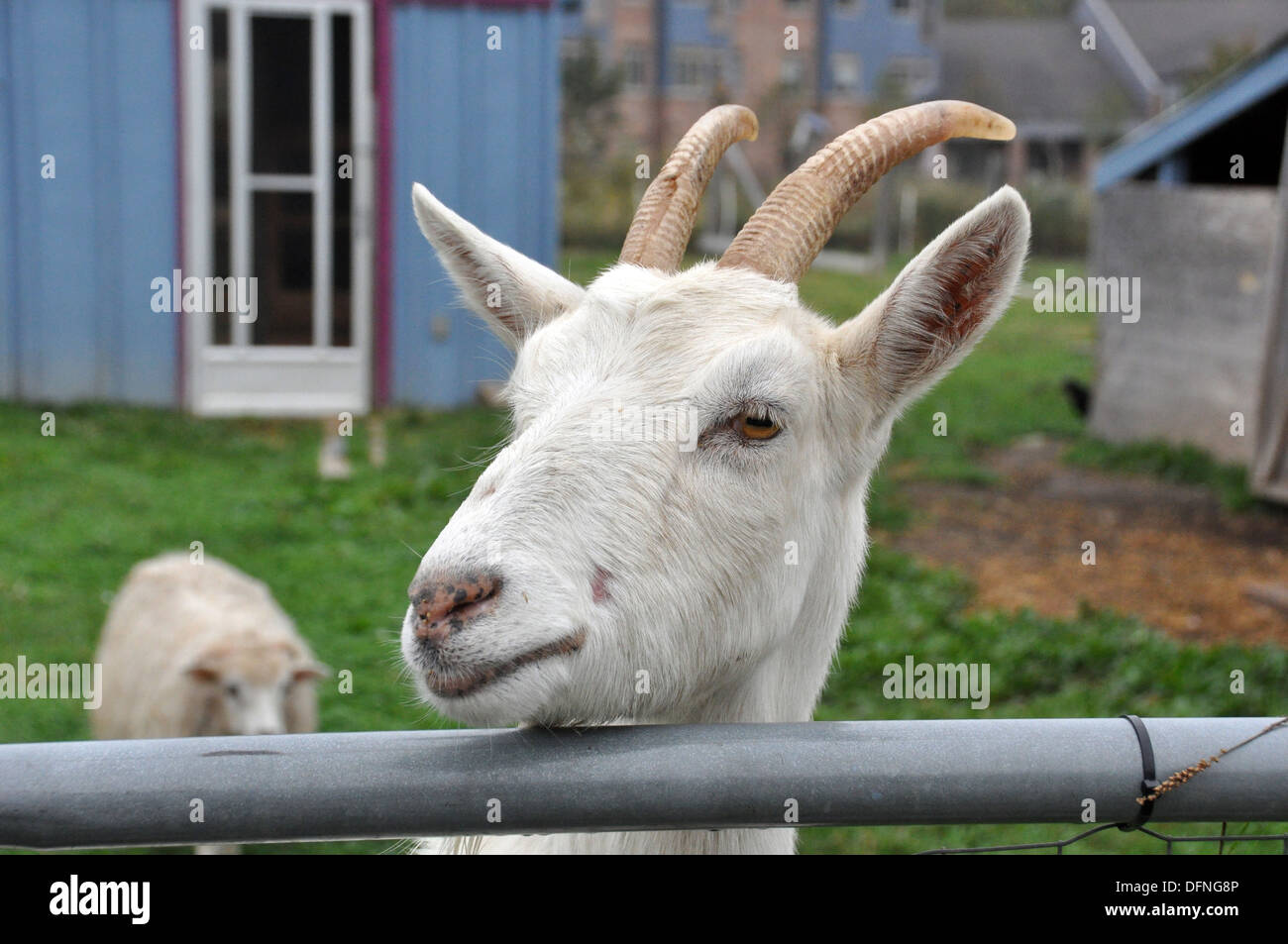Peering over fence hi-res stock photography and images - Alamy