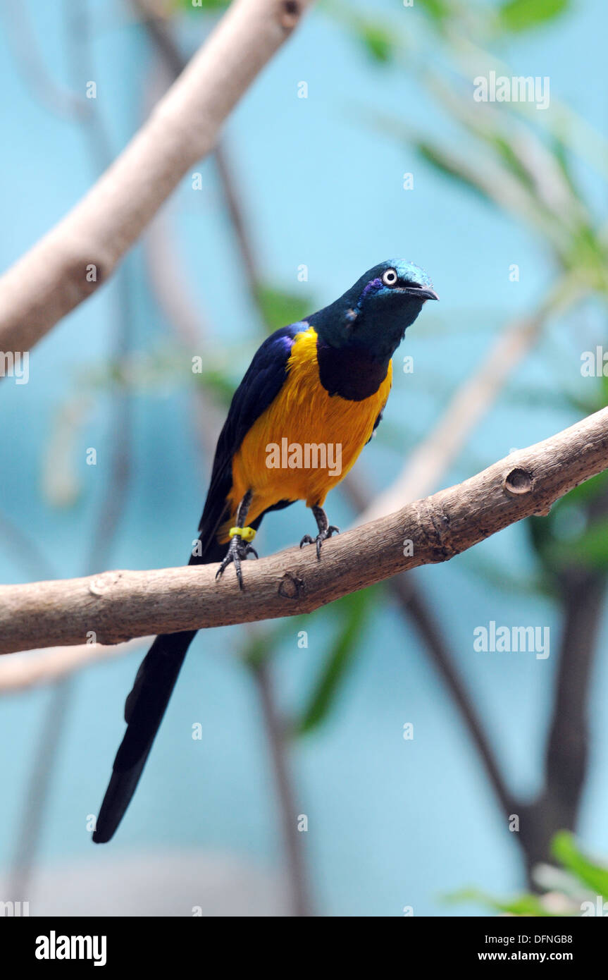 Golden breasted starling hi-res stock photography and images - Alamy