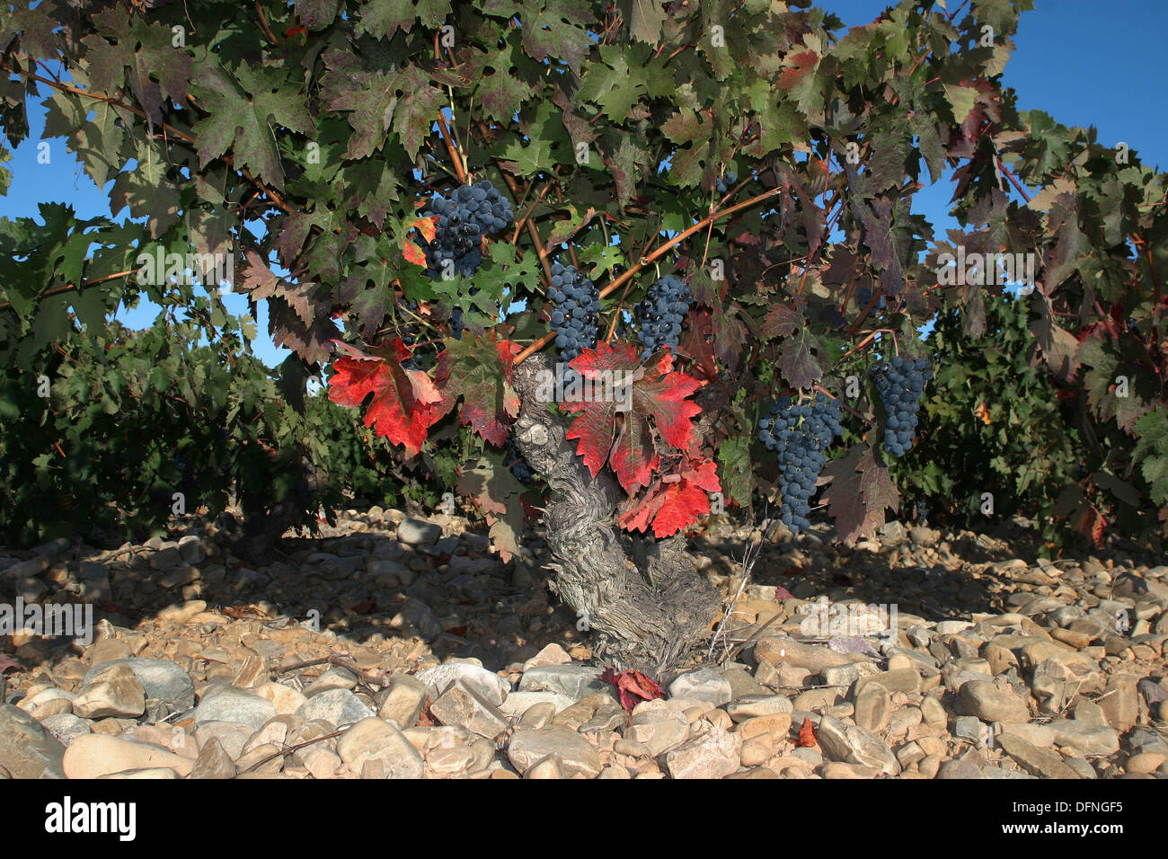 Centenaria hi-res stock photography and images - Alamy