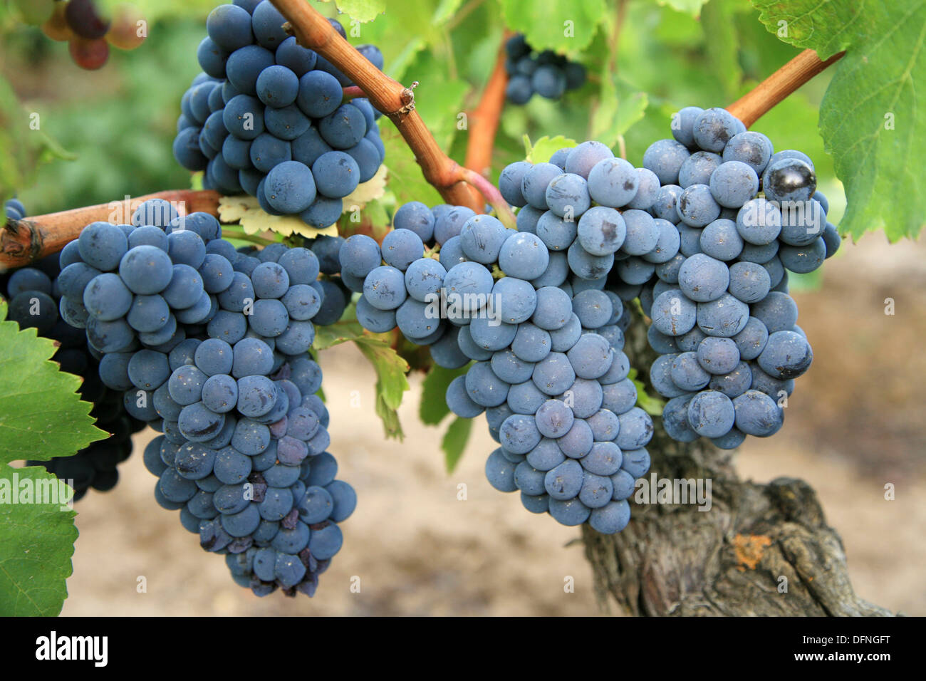 Carignan grape hi-res stock photography and images - Alamy